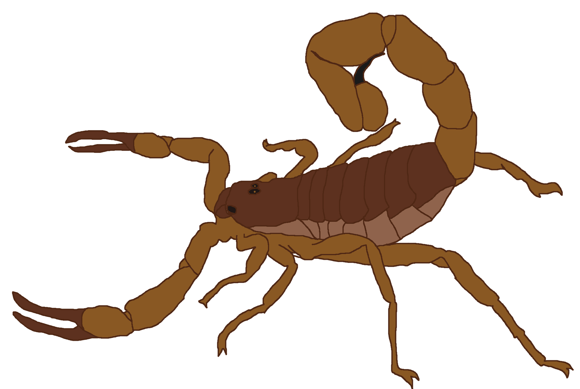 Kenyan Deathstalker by ChalkBugs on DeviantArt