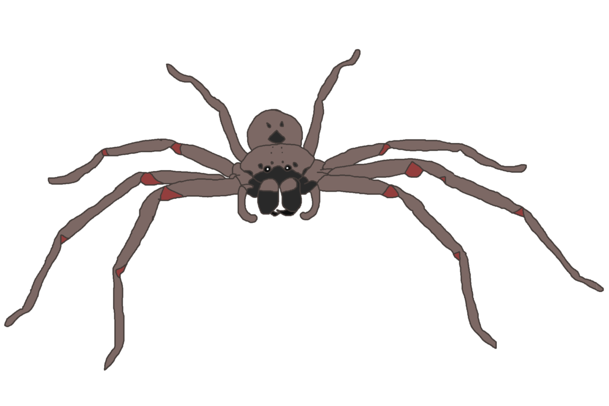 Ashidaka-gumo by ChalkBugs on DeviantArt