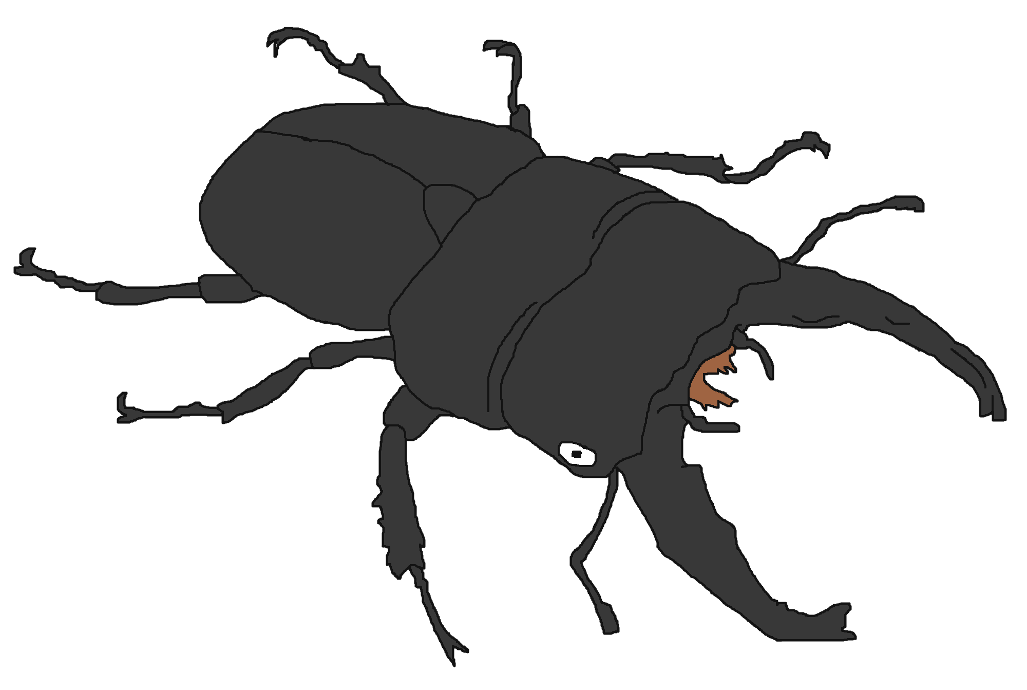 Eurycephalus Dorcus by ChalkBugs on DeviantArt