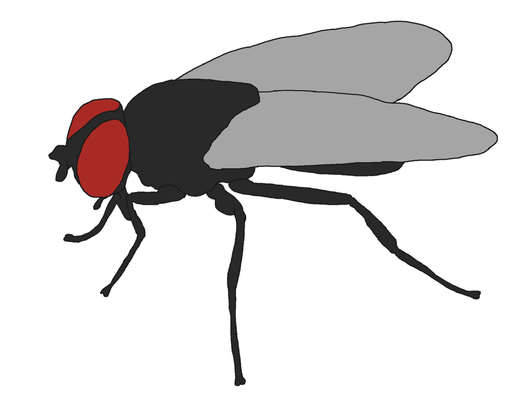 Mr. Fly by ChalkBugs on DeviantArt