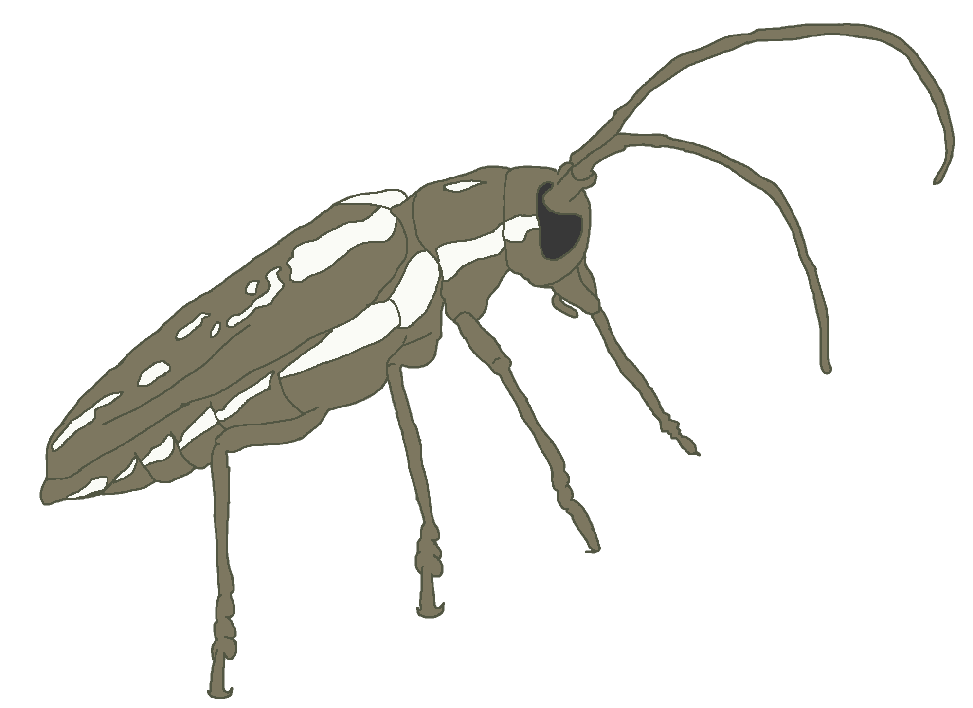 Lineolata Batocera by ChalkBugs on DeviantArt