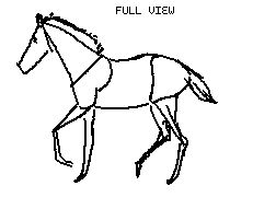 horse trot cycle by DingoMutt on DeviantArt