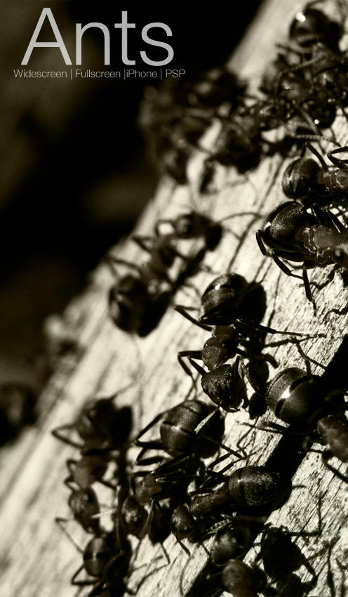 Ants By Blocxs On Deviantart