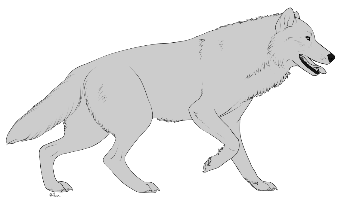 Wolf Line-Art by Avaeran on DeviantArt