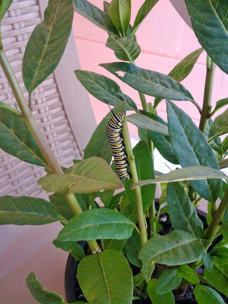 grow caterpillar grow by twinkle83 on DeviantArt