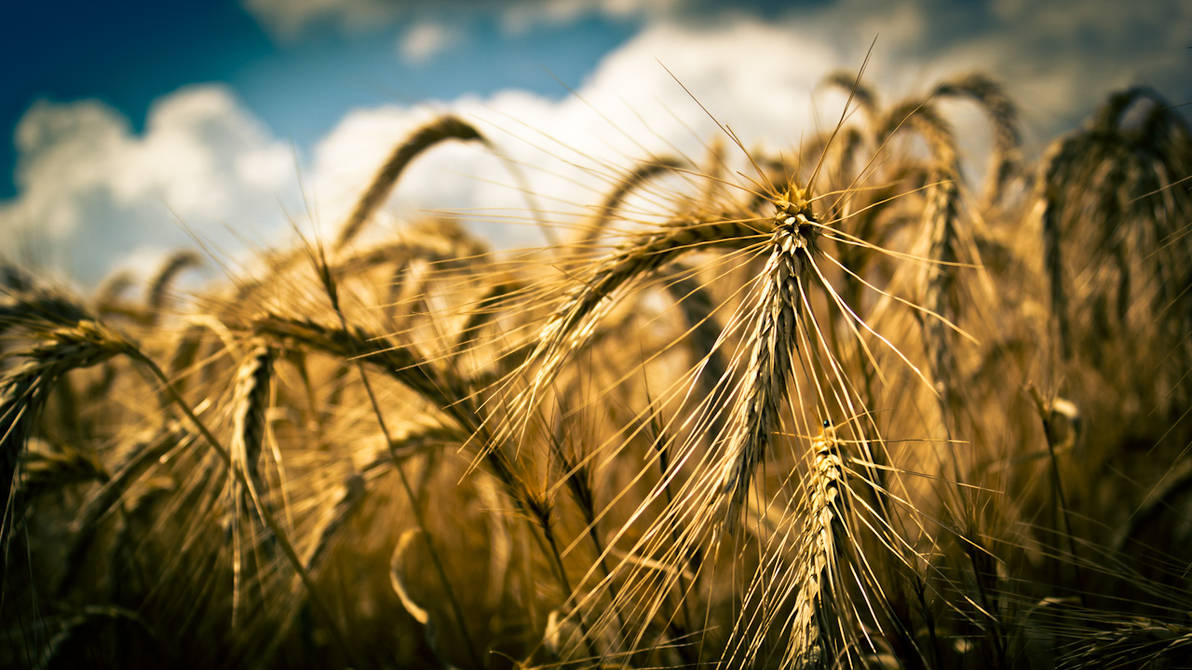 Wheat by P-Ron on DeviantArt