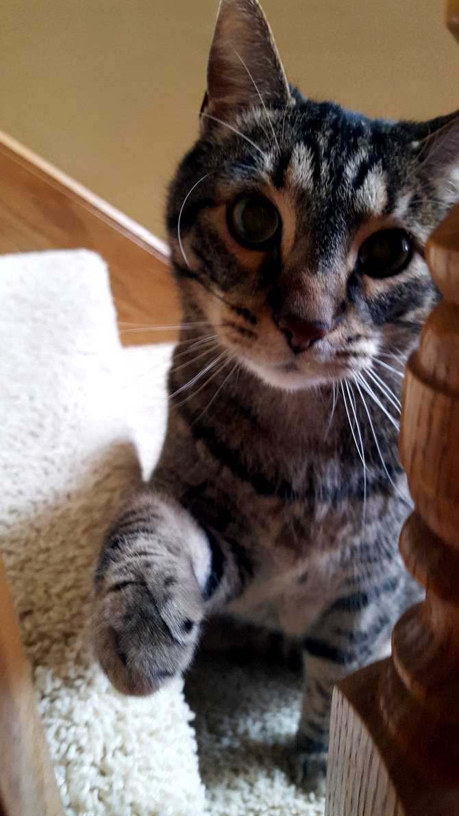 Max Mario Wiese by 420BlazeItCat on DeviantArt