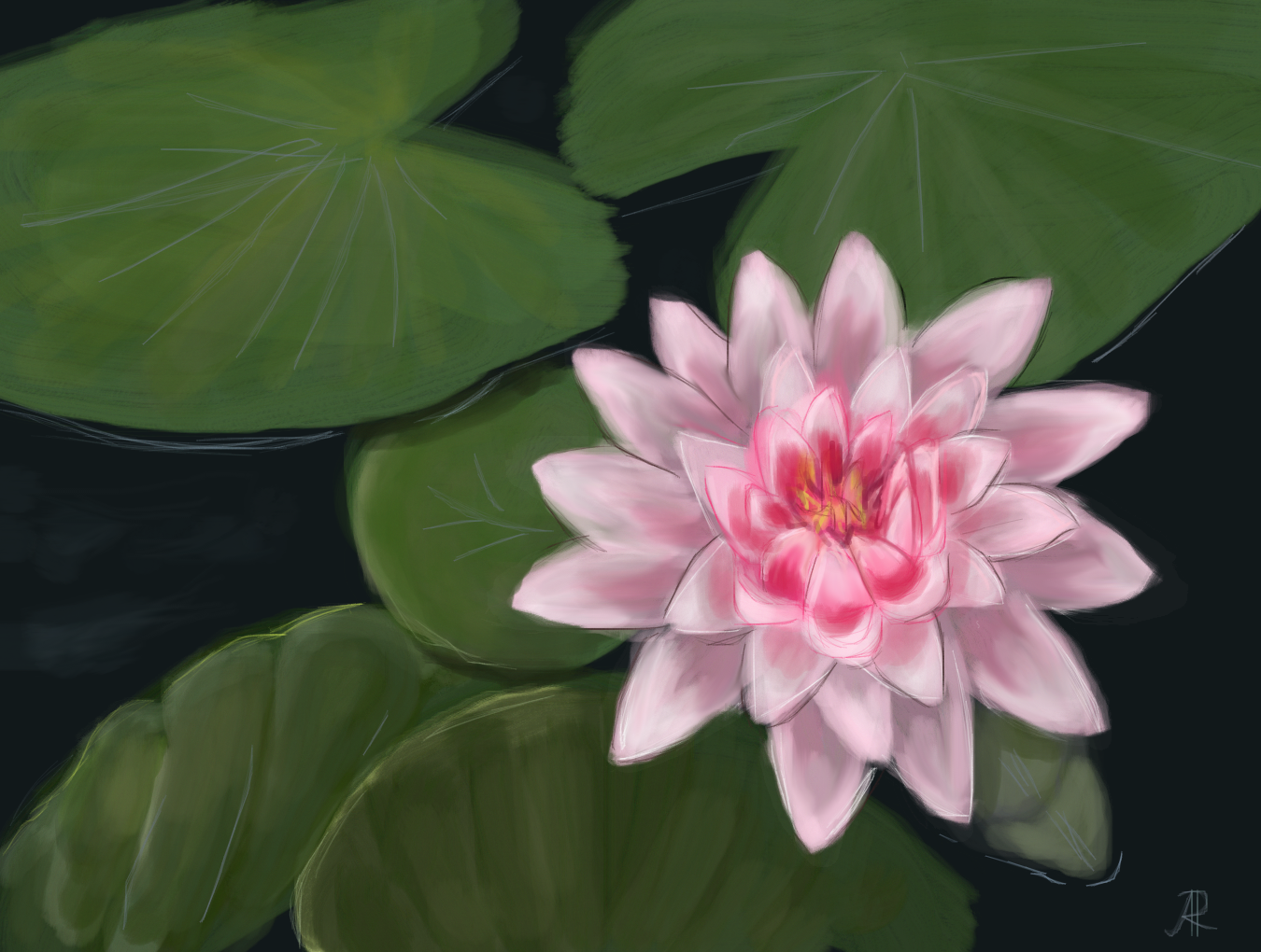 Lotus - Draw a Flower by Ambrosiak on DeviantArt