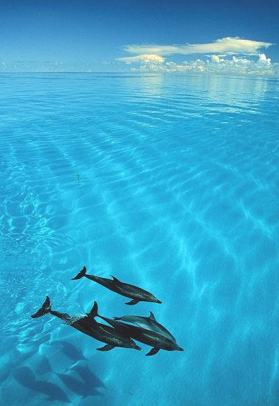 Dolphin Song: Chapter One by silverwing66 on DeviantArt