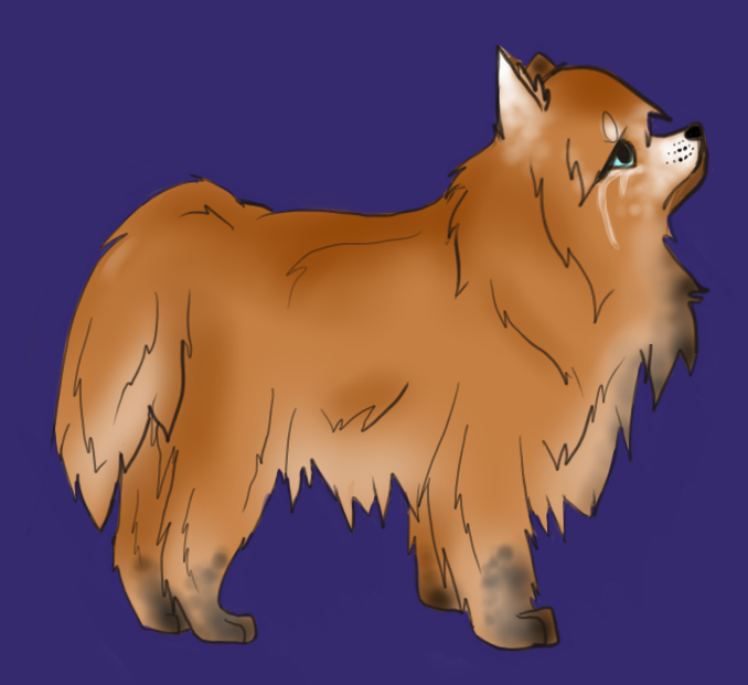 Pomeranian by EncryptedMessage on DeviantArt