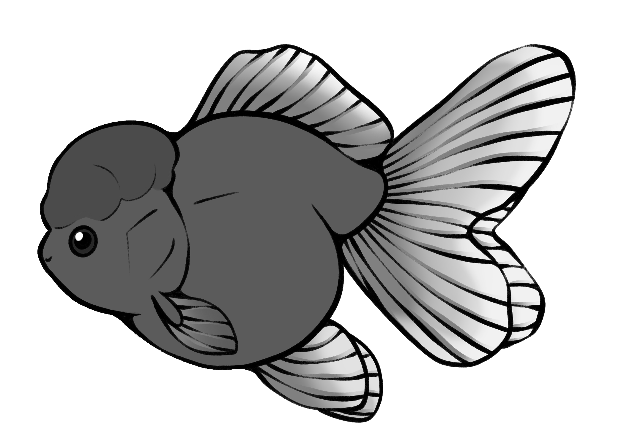 Oranda Base (F2U) by mariposa-acres on DeviantArt