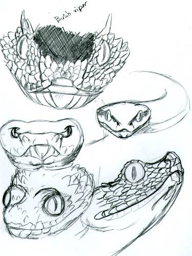 Snake study by Matou on DeviantArt