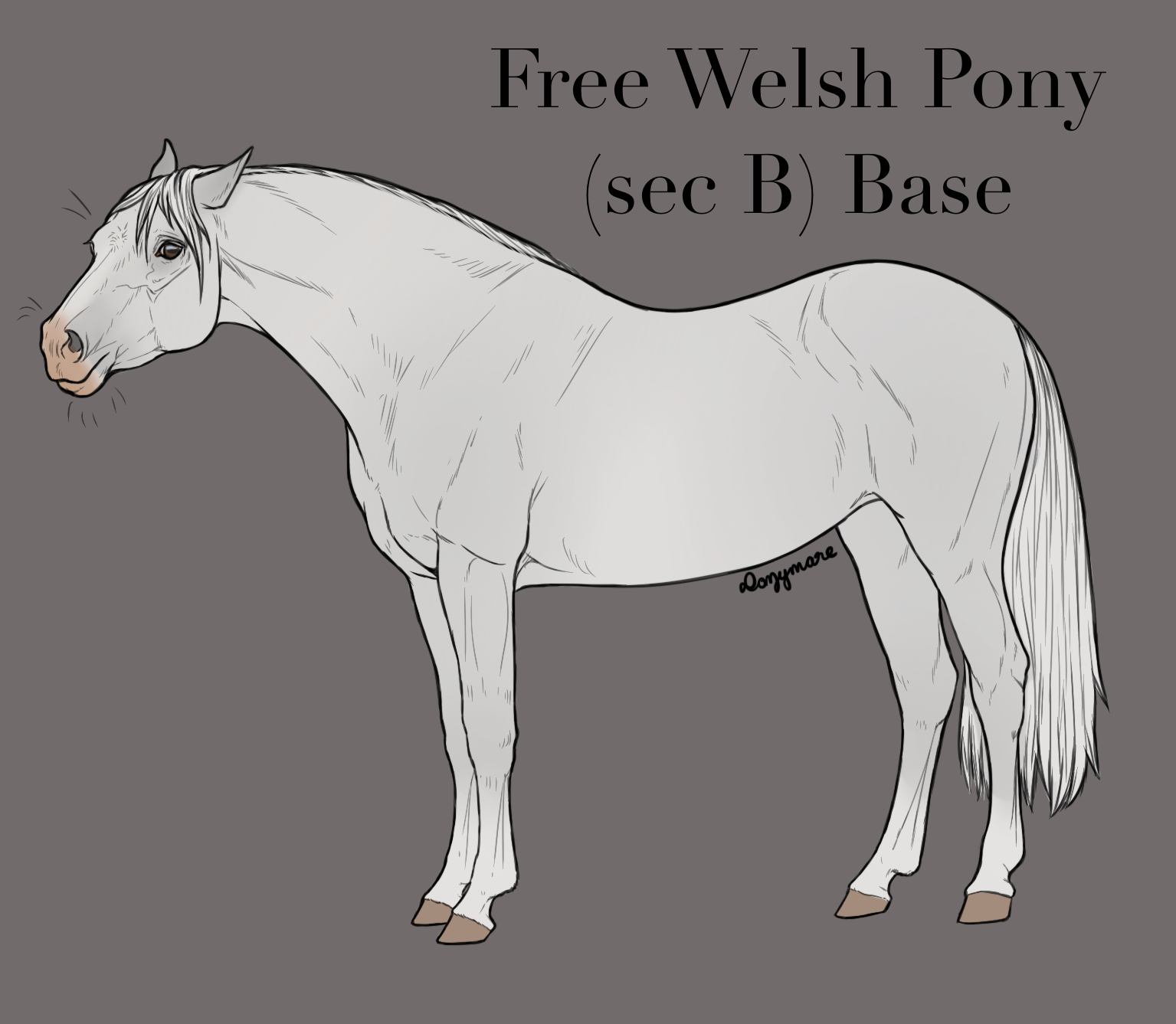 FTU Welsh Pony Base by Dozymare on DeviantArt