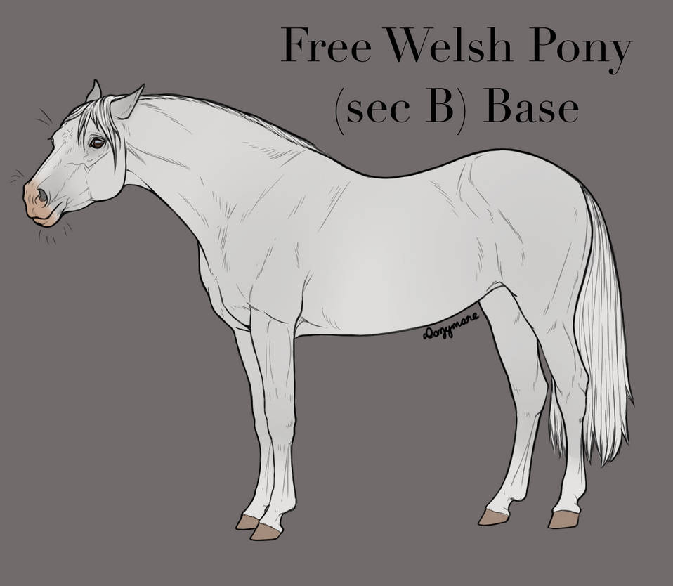 how to draw a welsh pony