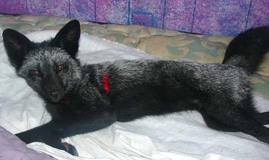 Silver fox by SicxShAdOw on DeviantArt