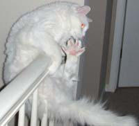 Cat Dictionary by Leonca on DeviantArt