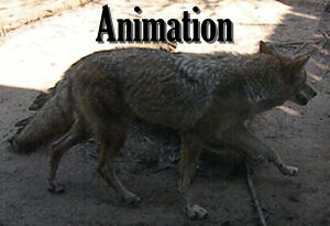 Coyote walk cycle by Leonca on DeviantArt