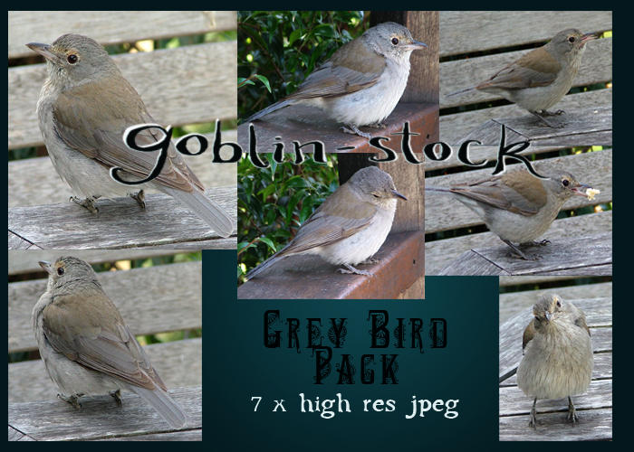Grey Bird Pack by GoblinStock on DeviantArt