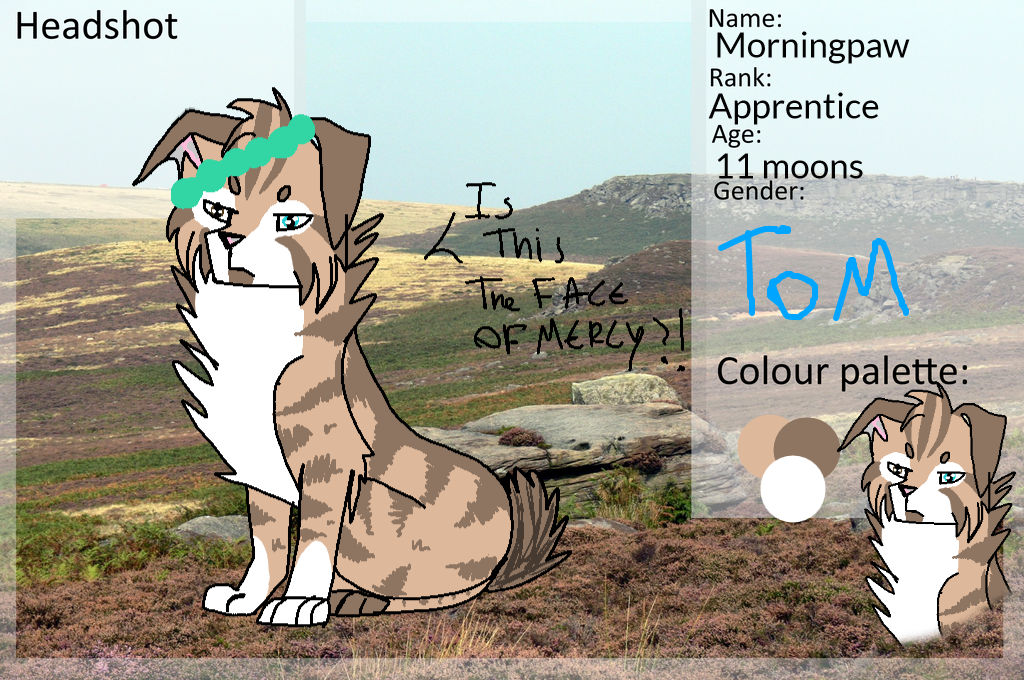 TFL .: Morningpaw | Apprentice | Lightclan :. by SaachiPrime on DeviantArt