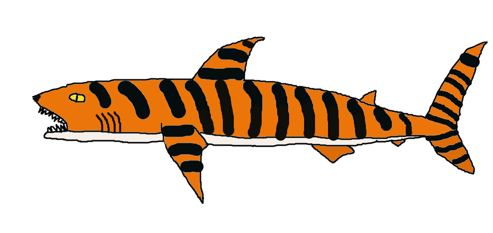 Tiger Shark by Dinowolf47 on DeviantArt