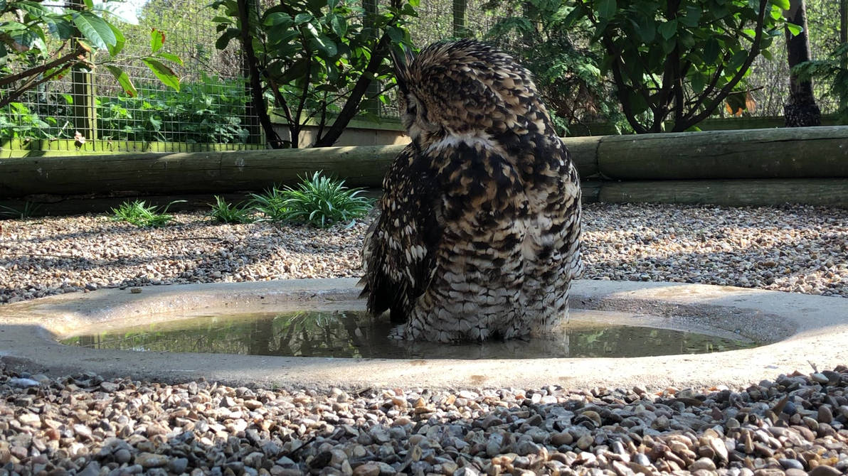 Filming a owl drinking and bathing by JoshuaStopMotion on DeviantArt