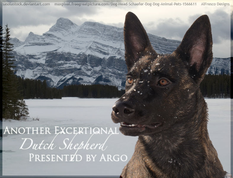 Dutch Shepherd Default for Argo by AlFrescoDesigns on DeviantArt