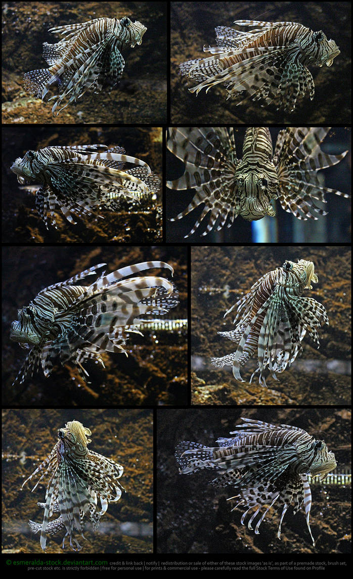 Lionfish Stock Pack by Esmeralda-stock on DeviantArt