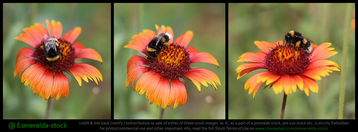 Bumblebee On Blanket Flower Stock Pack by Esmeralda-stock on DeviantArt