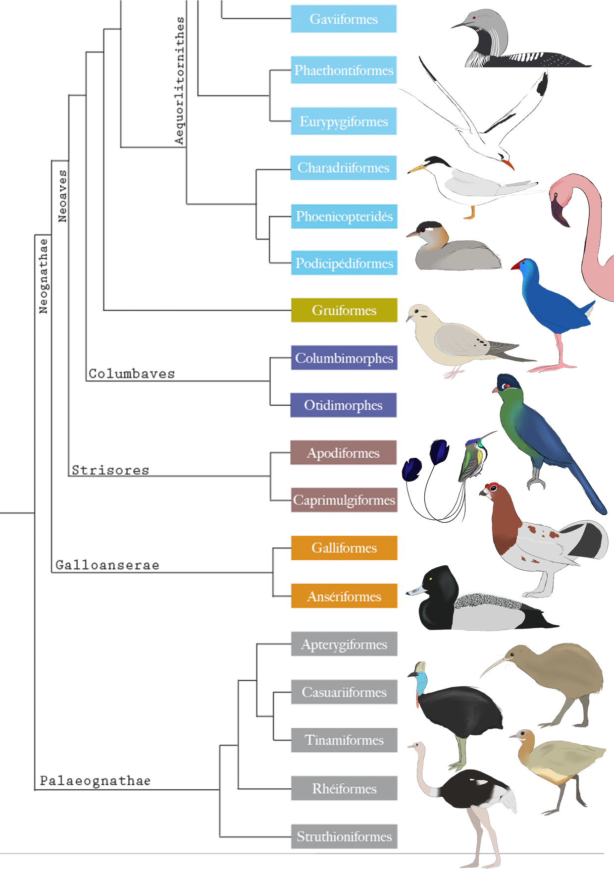 Birds phylogenetic tree (part I) by Rainbowleo on DeviantArt Birds phylogenetic tree (part I) by Rainbowleo on DeviantArt