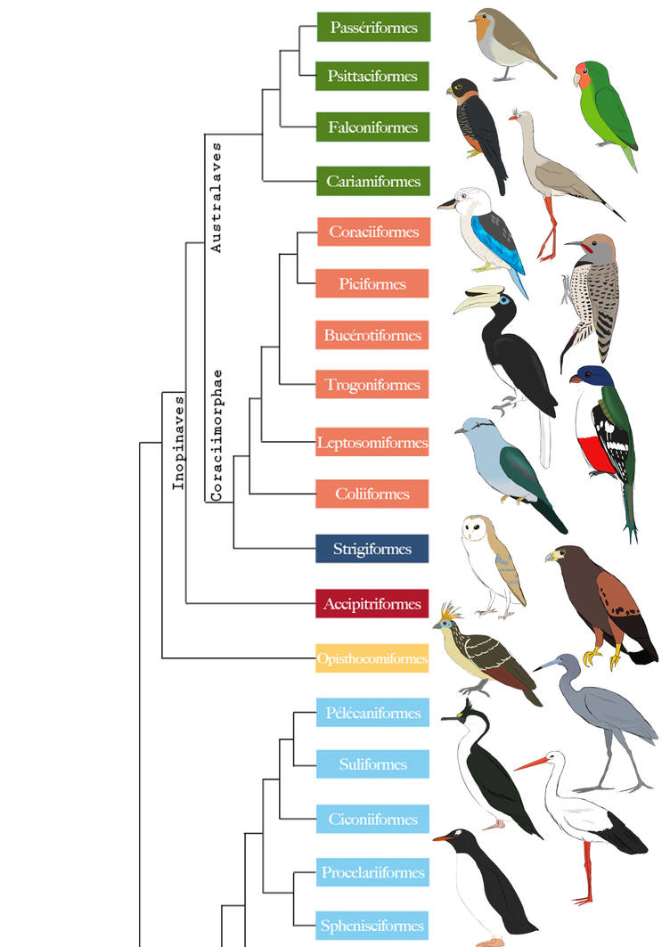 Birds phylogenetic tree (part II) by Rainbowleo on DeviantArt