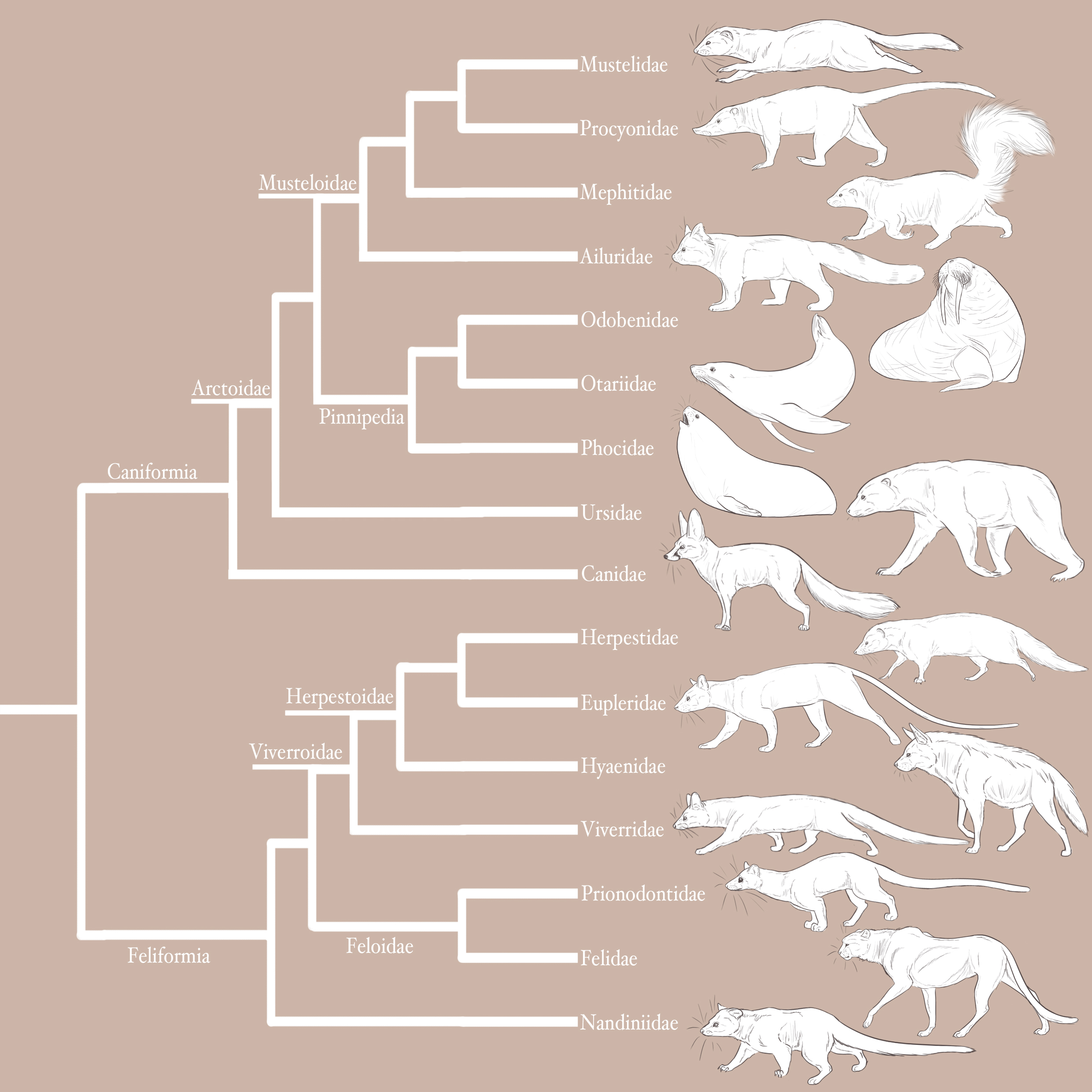 Carnivora by Rainbowleo on DeviantArt