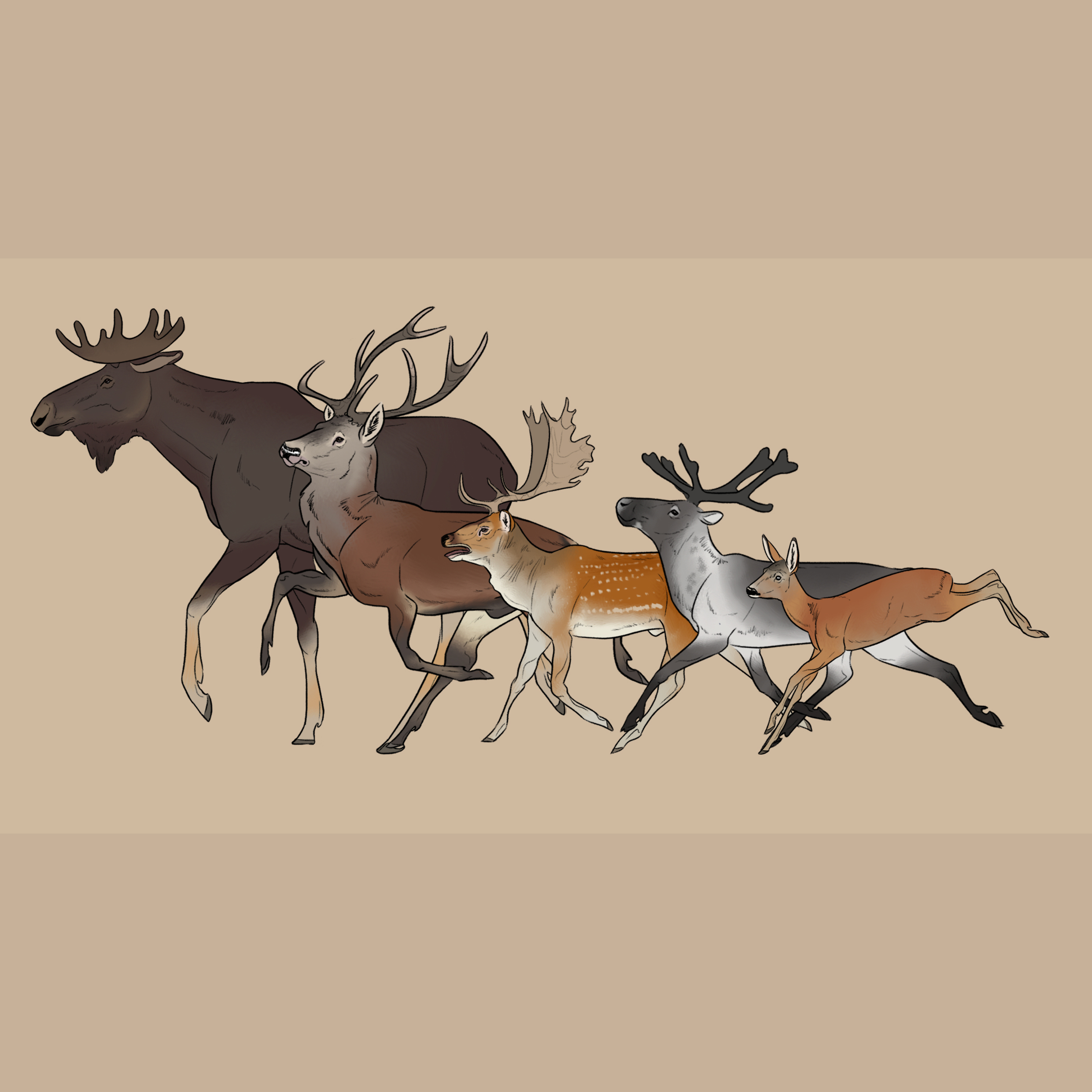 European cervidae by Rainbowleo on DeviantArt