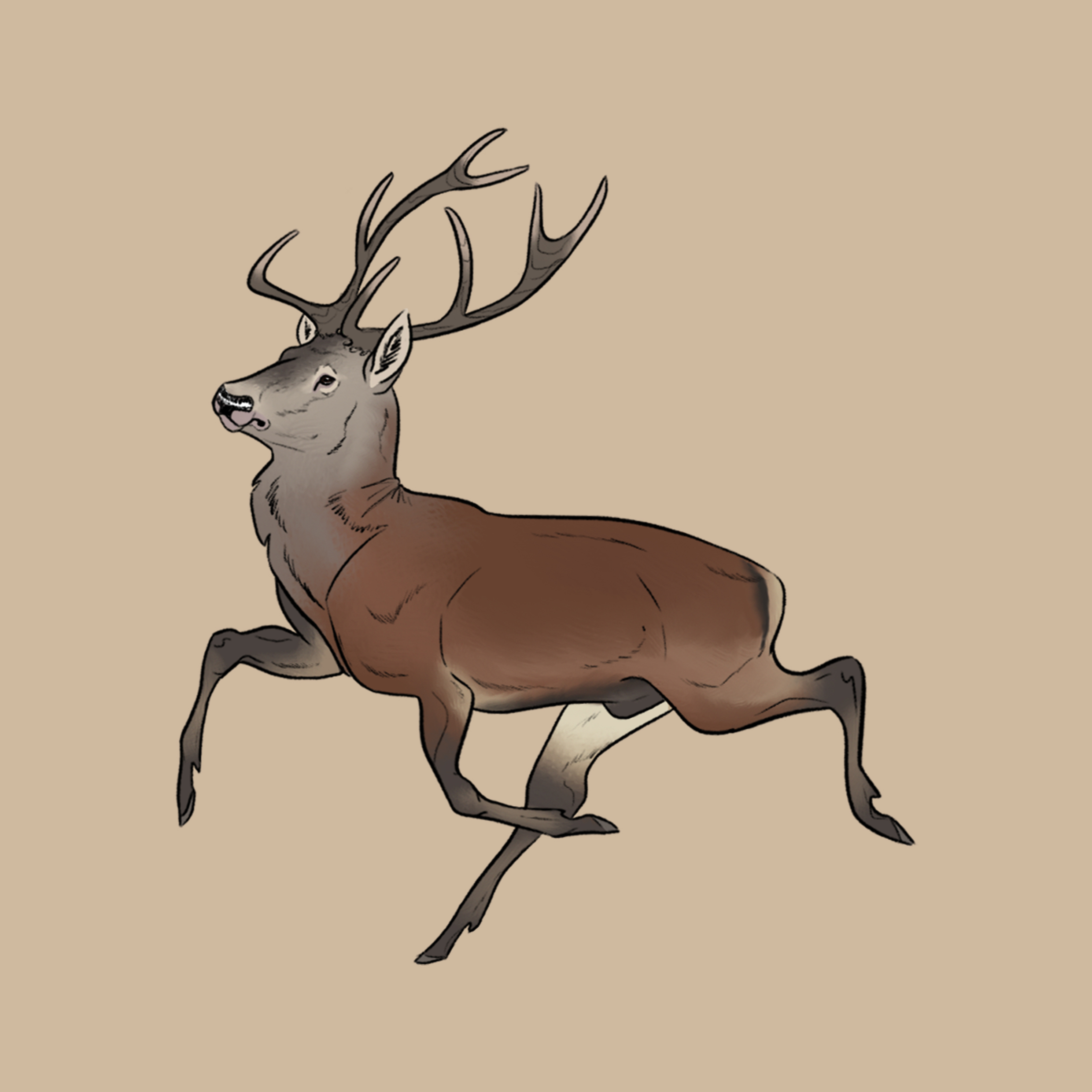 Red deer by Rainbowleo on DeviantArt