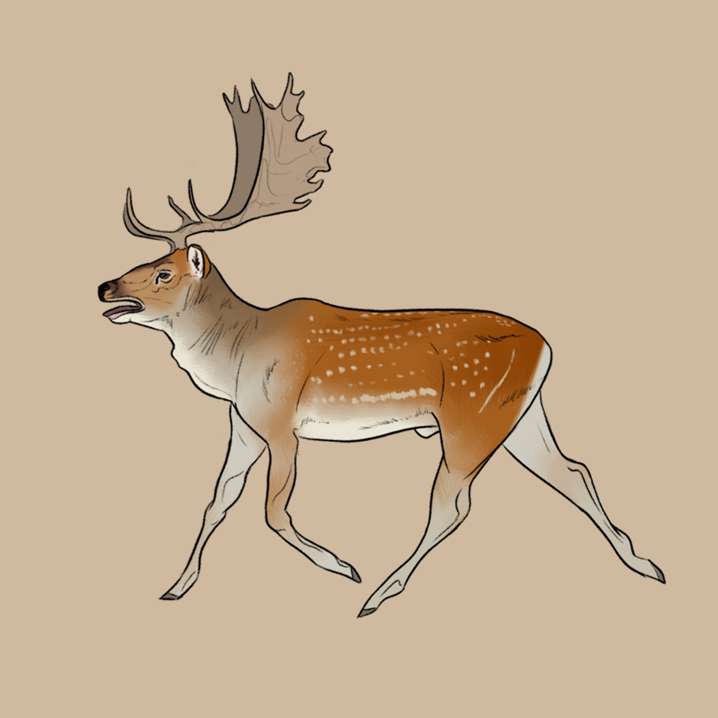 Fallow deer by Rainbowleo on DeviantArt
