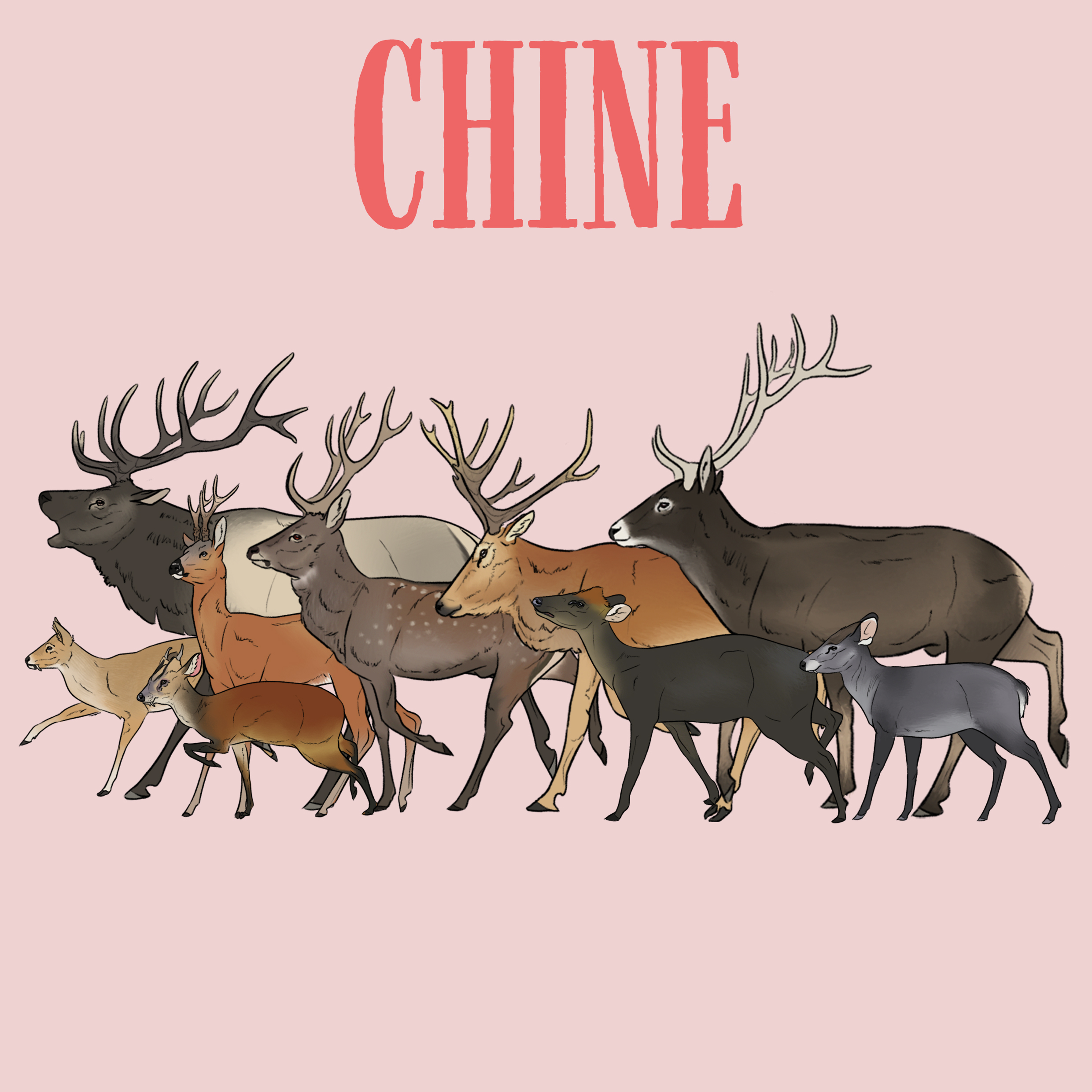 Chinese cervids by Rainbowleo on DeviantArt