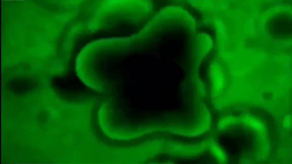 Baskervile Transformation Sequence by Deviantfantastic on DeviantArt