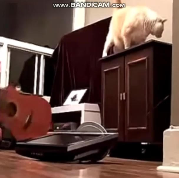 Fat Cat falls the TV on the guy's face. by ExcellentUniqueArts on ...
