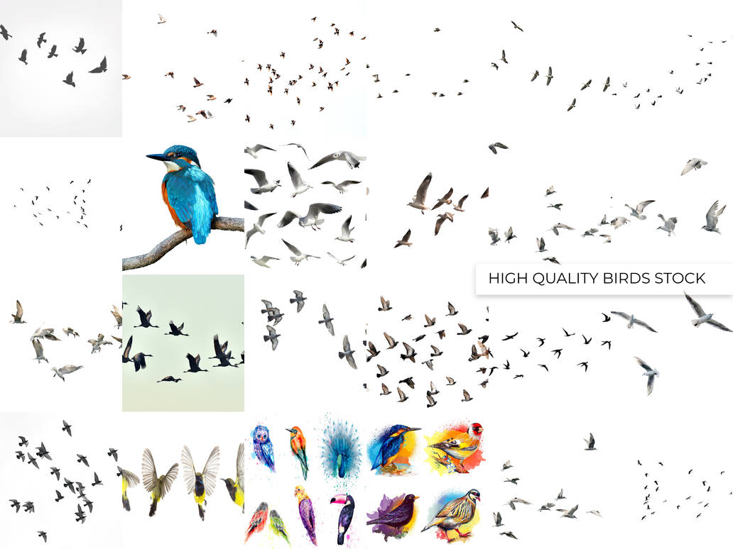 High quality flying Birds stock by anulubi on DeviantArt