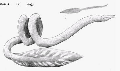 Explore the Best Caecilian Art | DeviantArt