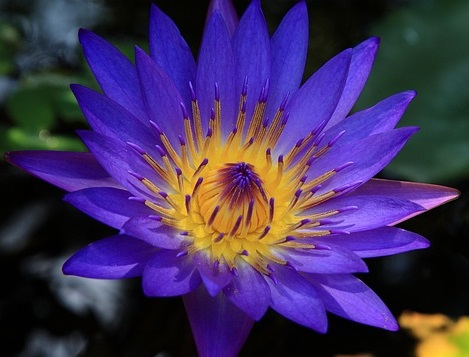 BIID-and-devotees DeviantArt Gallery