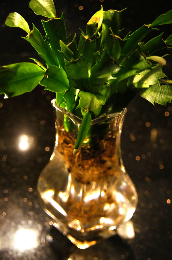 Plant transformation 1 by bgingy on DeviantArt