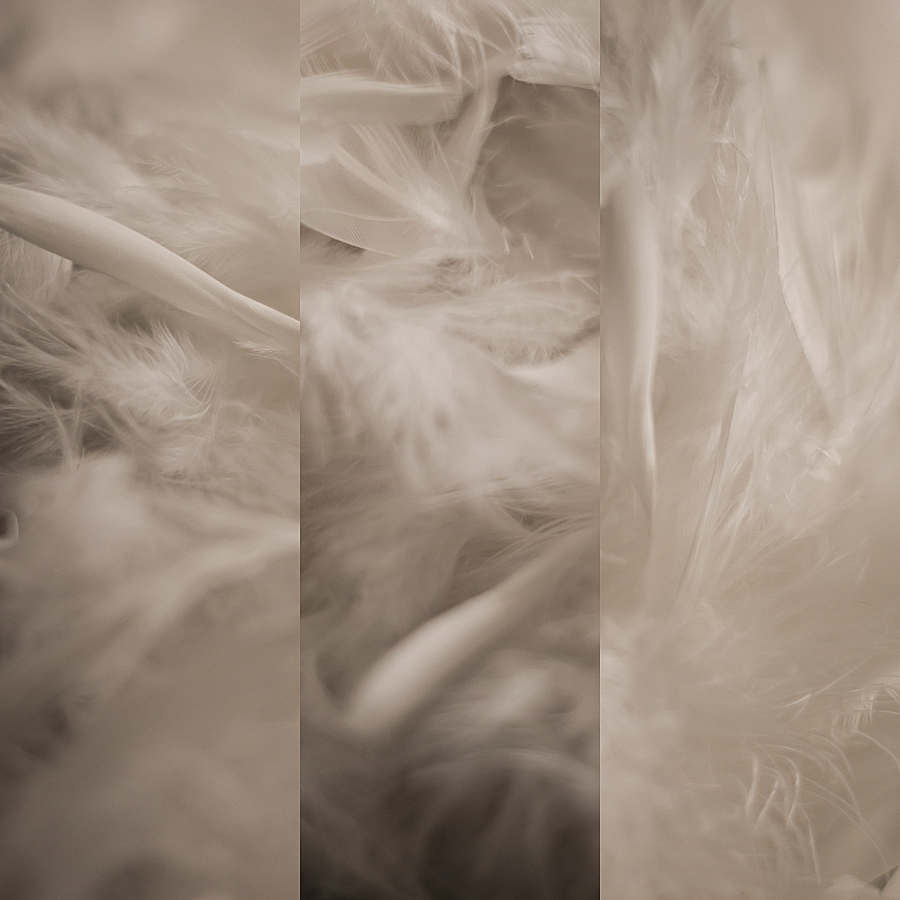 Feather texture - Pack by MD-Arts on DeviantArt
