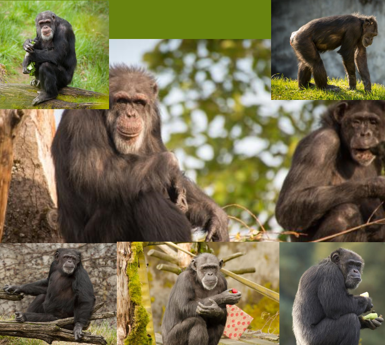 OZ Chimpanzee Collage by AustinSPTD1996 on DeviantArt