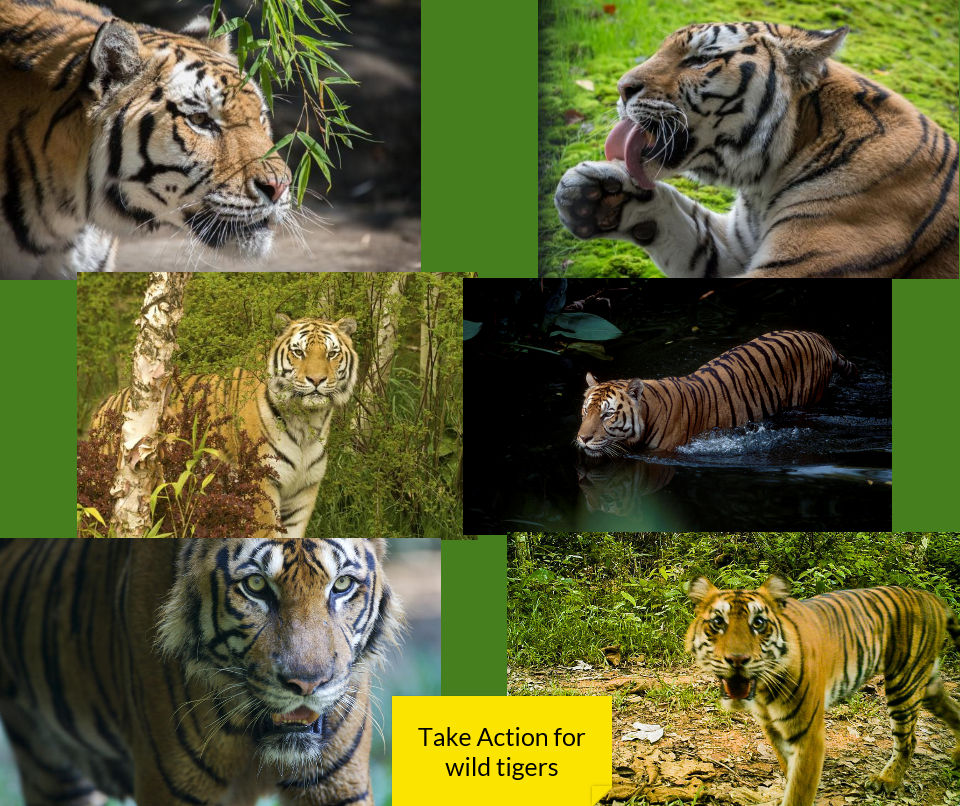 International Tiger Day! by AustinSPTD1996 on DeviantArt