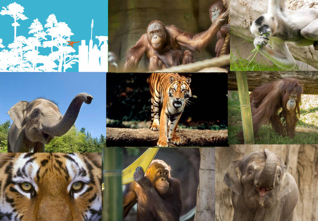 Rainforest Action Day 2017 by AustinSPTD1996 on DeviantArt