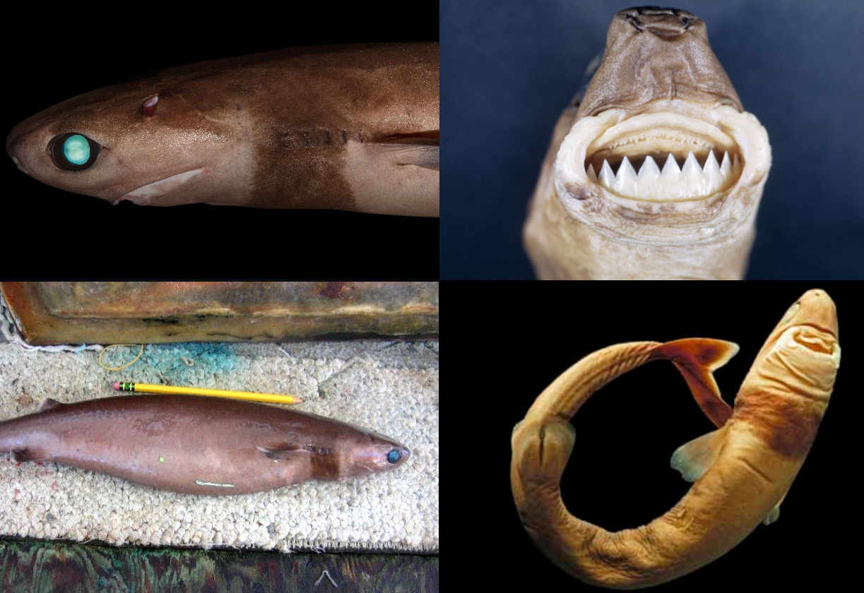 Cookie Cutter Shark Glowing