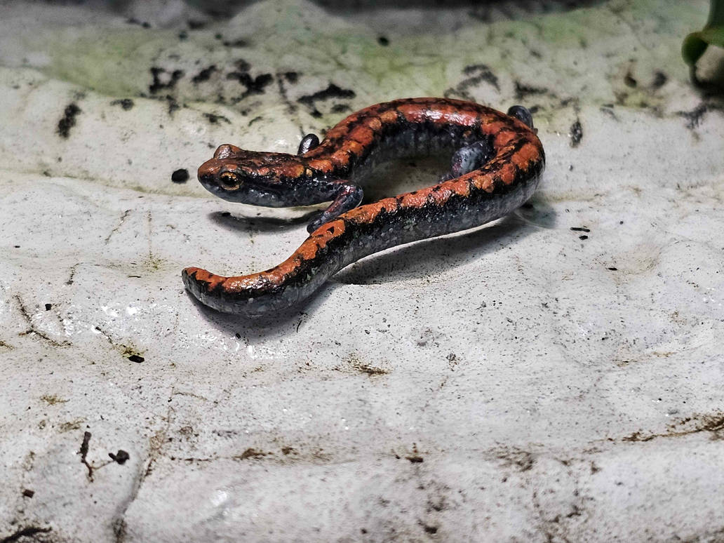 Oregon slender salamander (Batrachoseps wrighti) by ExOblivioneArt on ...