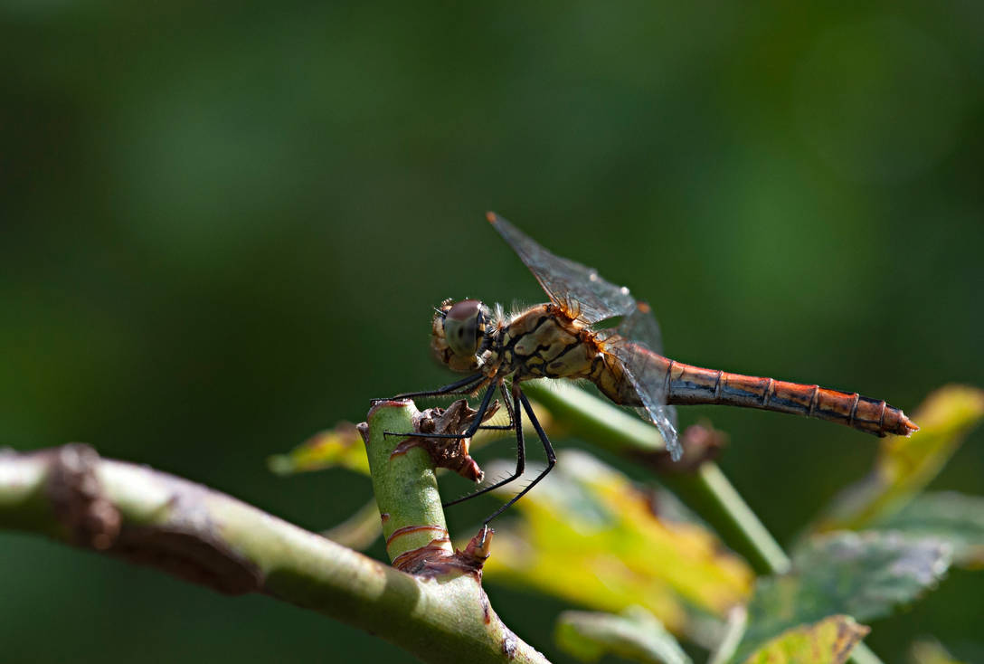 Sympetrum sanguineum by juniorWoodchuck on DeviantArt