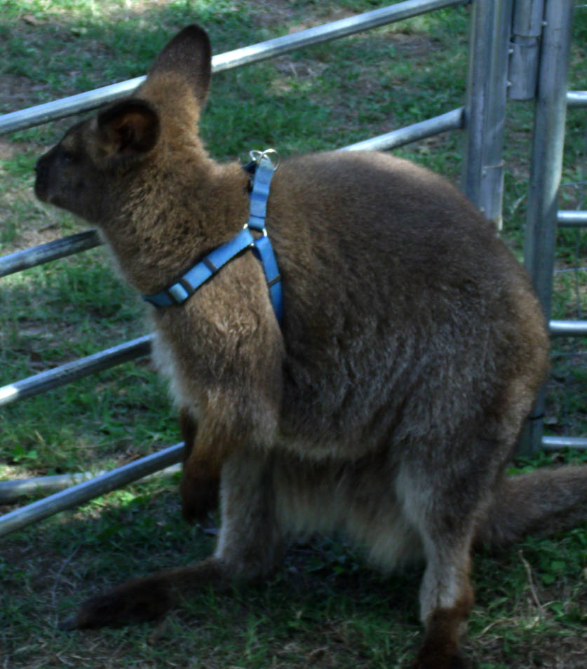 Wallabe by ScottKatelyn on DeviantArt