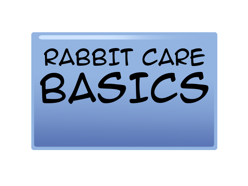 Rabbit Care Basics Demo by lornabunnie on DeviantArt